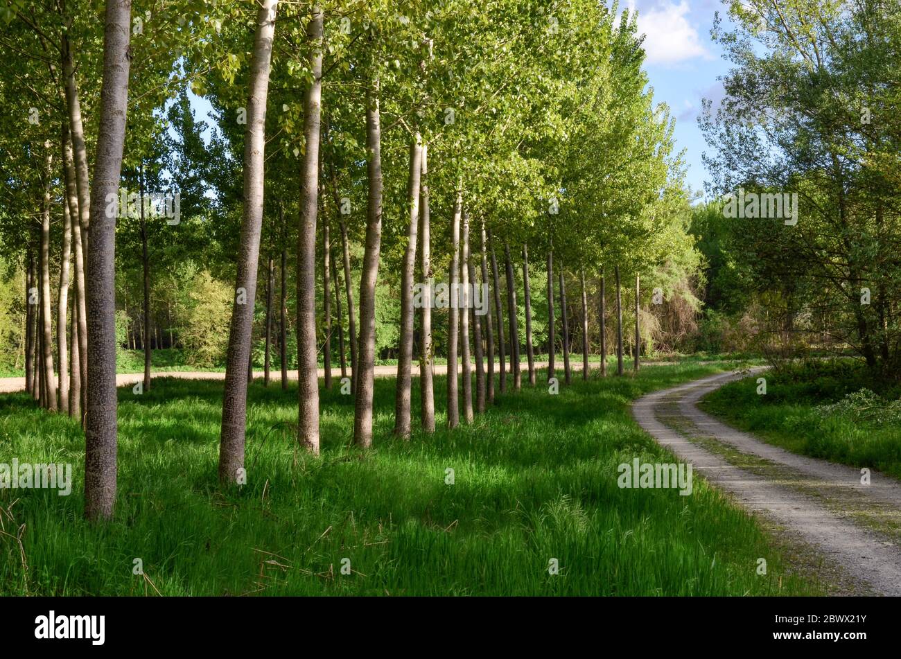 Countryside pathway with lines of poplar trees and grass Stock Photo ...