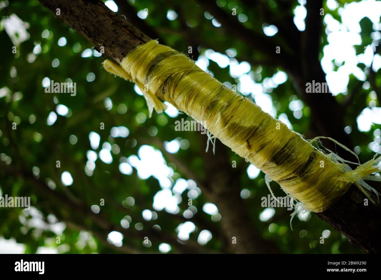 Plastic Rope Tie to Repair Broken Branch Stock Photo - Alamy