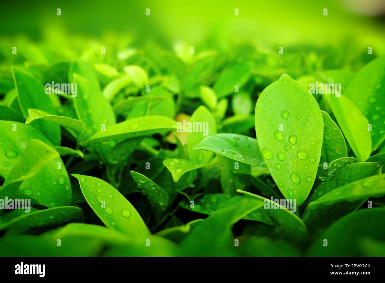 Green Leaves with Raindrops Background, Suitable for Nature Concept ...