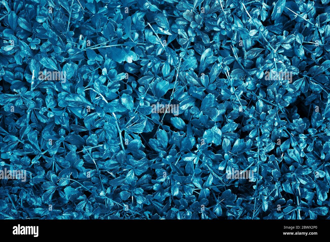 Abstract Blue Leaves Texture Background, Suitable for Nature Concept ...