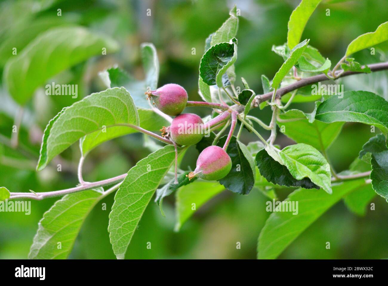 Young apples growingon a tree Stock Photo - Alamy