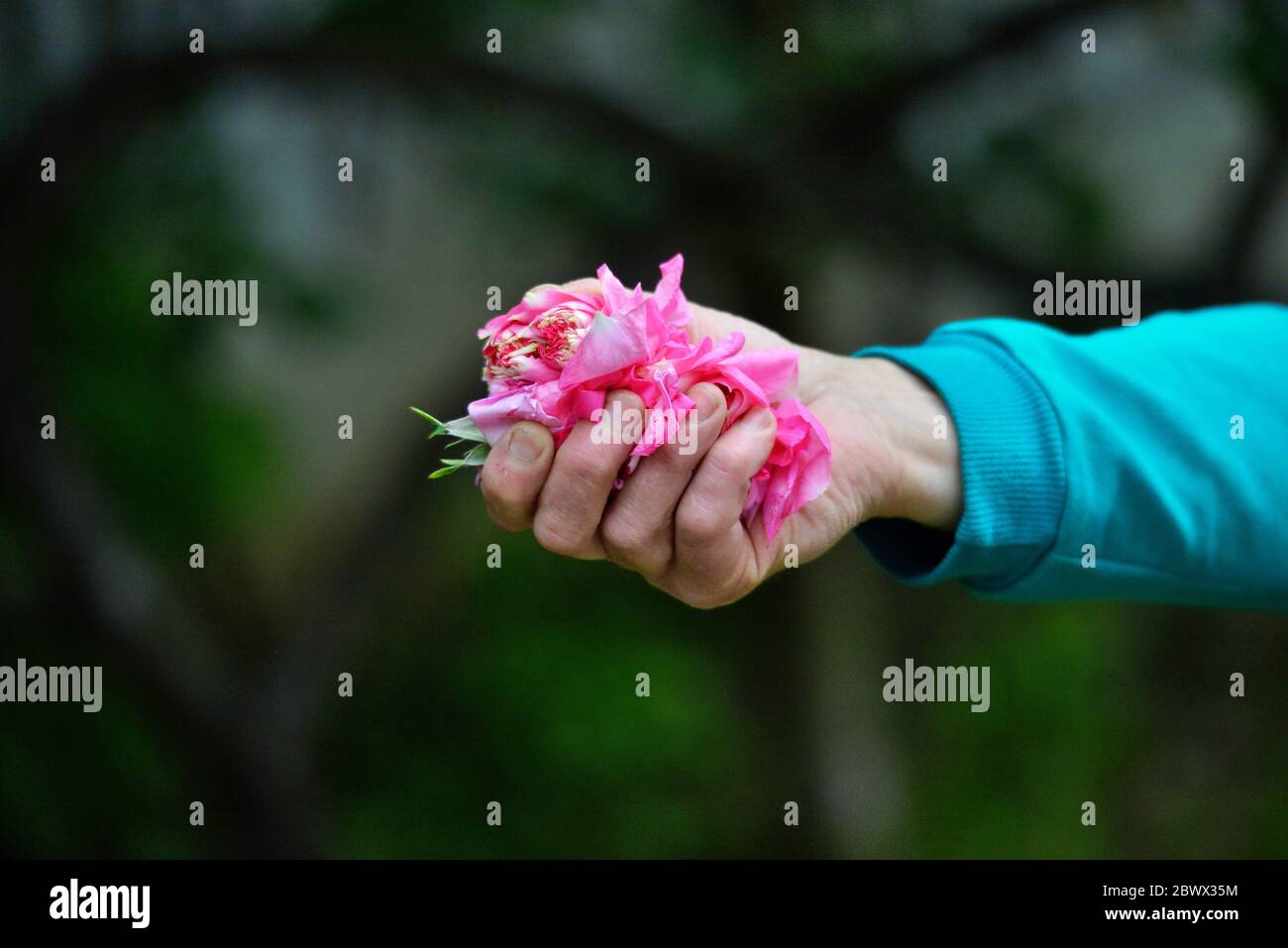 Petals falling hand hi-res stock photography and images - Alamy