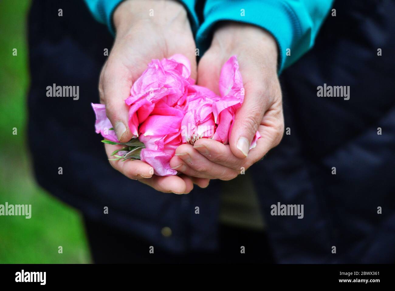Petals falling hand hi-res stock photography and images - Alamy