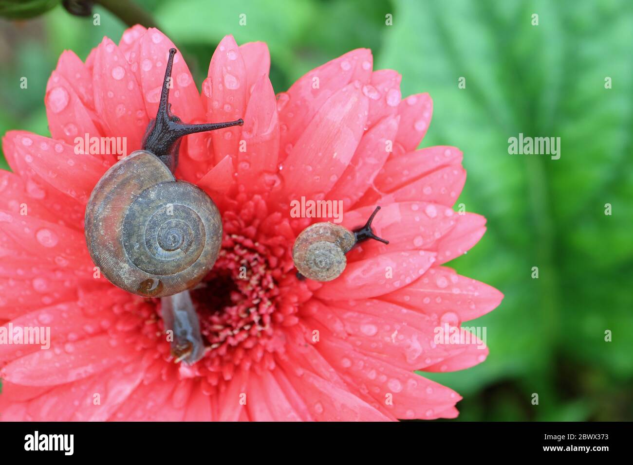 Mother snail and baby snail relaxing together on a coral pink Gerbera ...