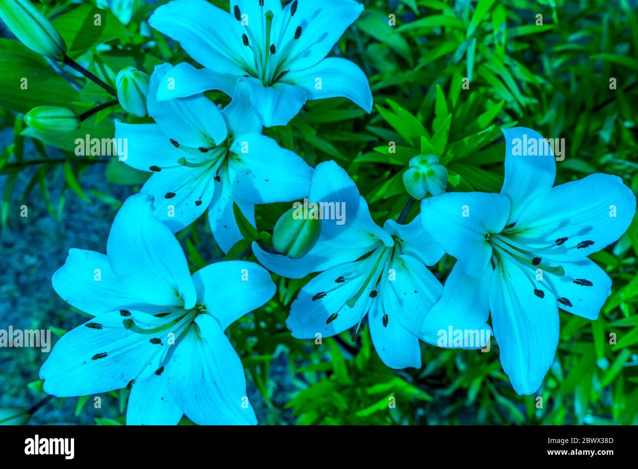 Beautiful abstract lily flowers aquamarine color, great design for any ...