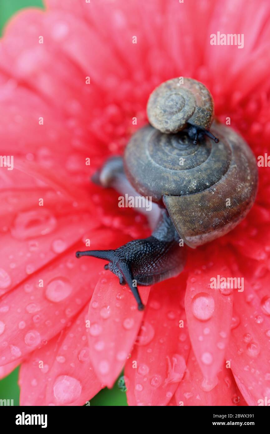 Mother snail carrying baby snail on her shell relaxing on a coral pink ...