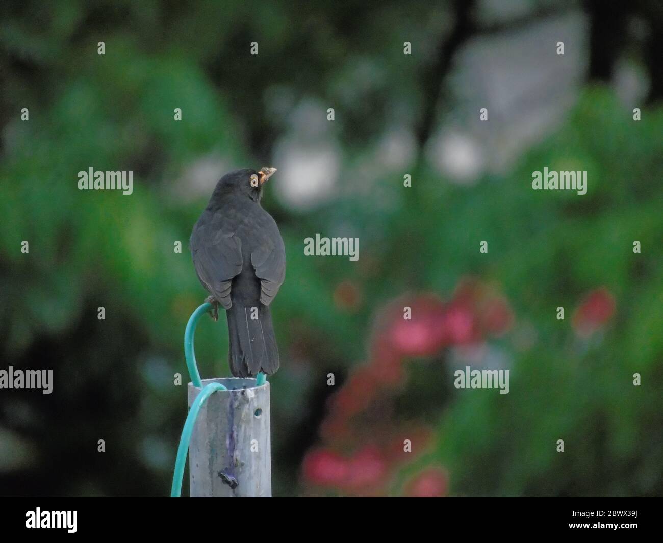 Blackbird perched on a Plastic Ring at the top of a wooden Pole Stock ...