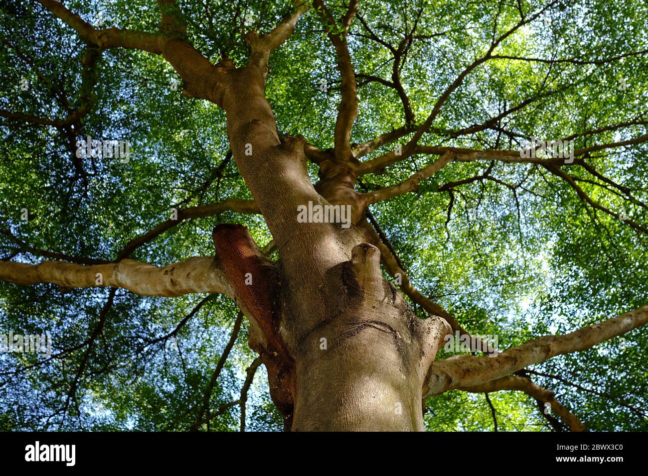 Bottom View of Trees in the Garden Stock Photo - Alamy