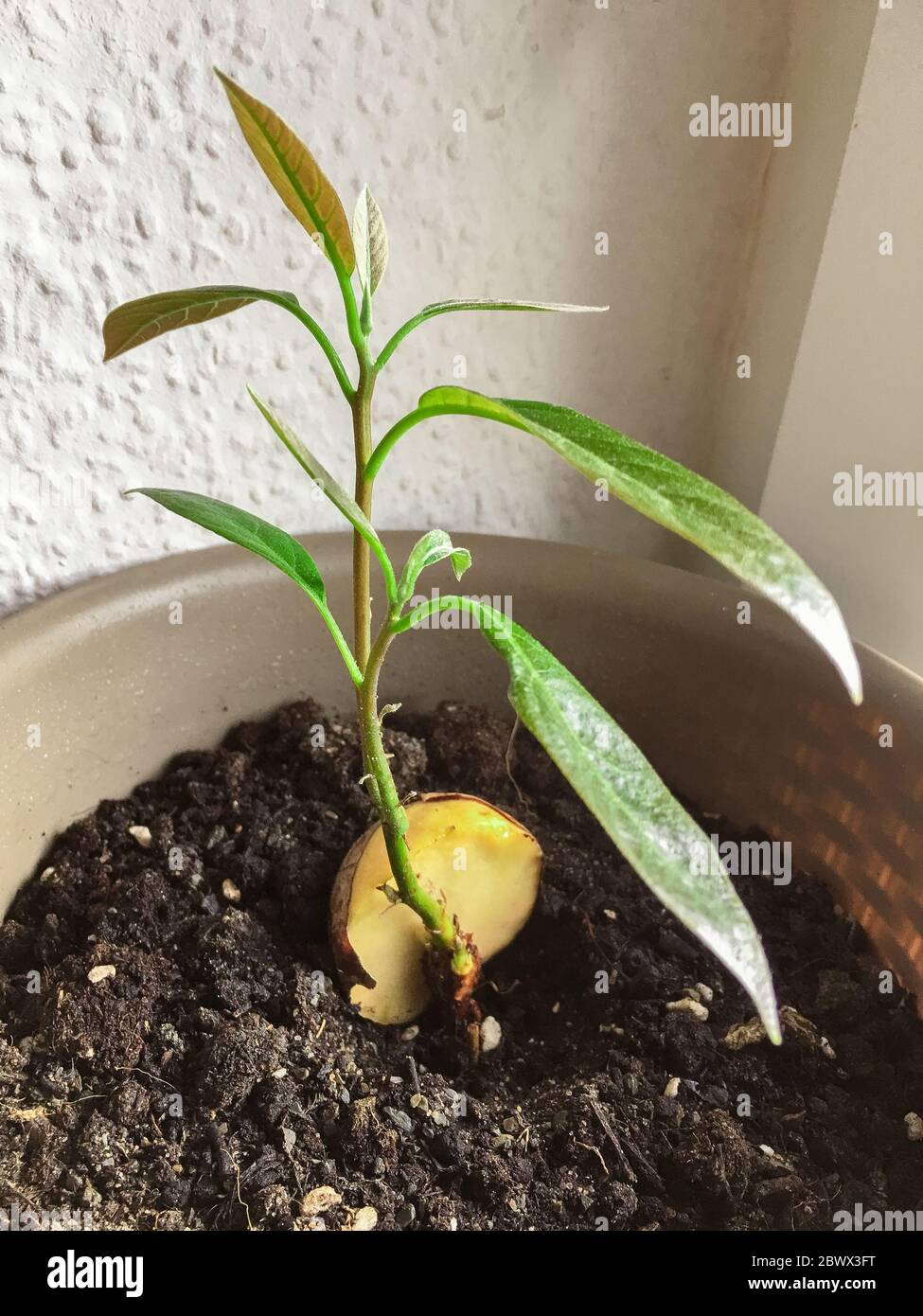 Avocado seedling hi-res stock photography and images - Alamy