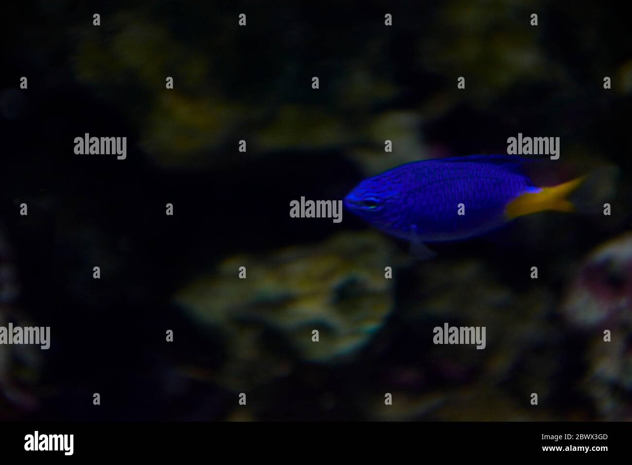 Small blue fish in the ocean, yellow, lonely, shiny, rocks Stock Photo ...