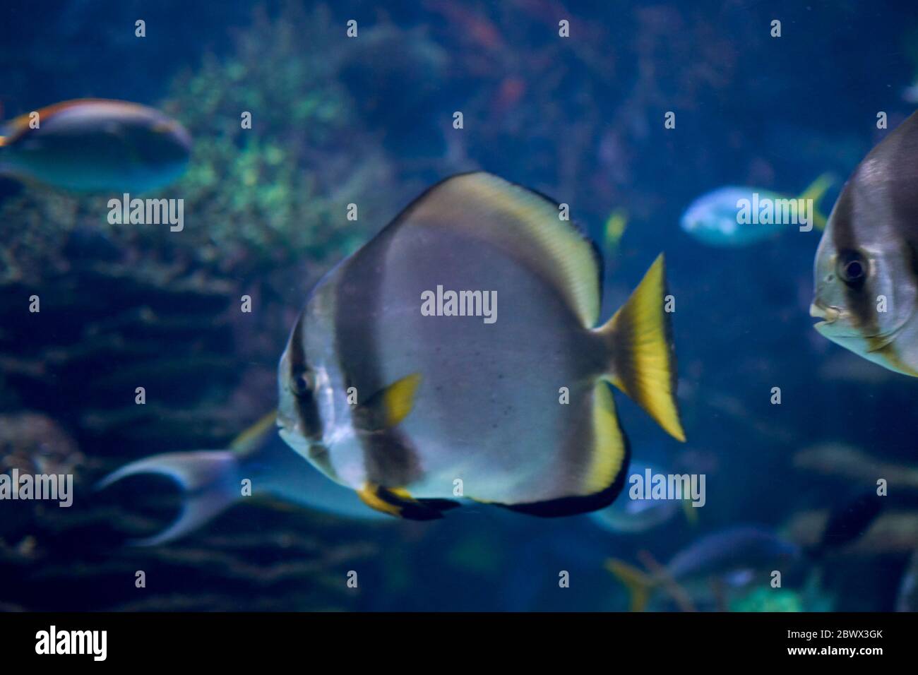 Big silver fish with brilliant silver colors, shiny, lonely Stock Photo ...