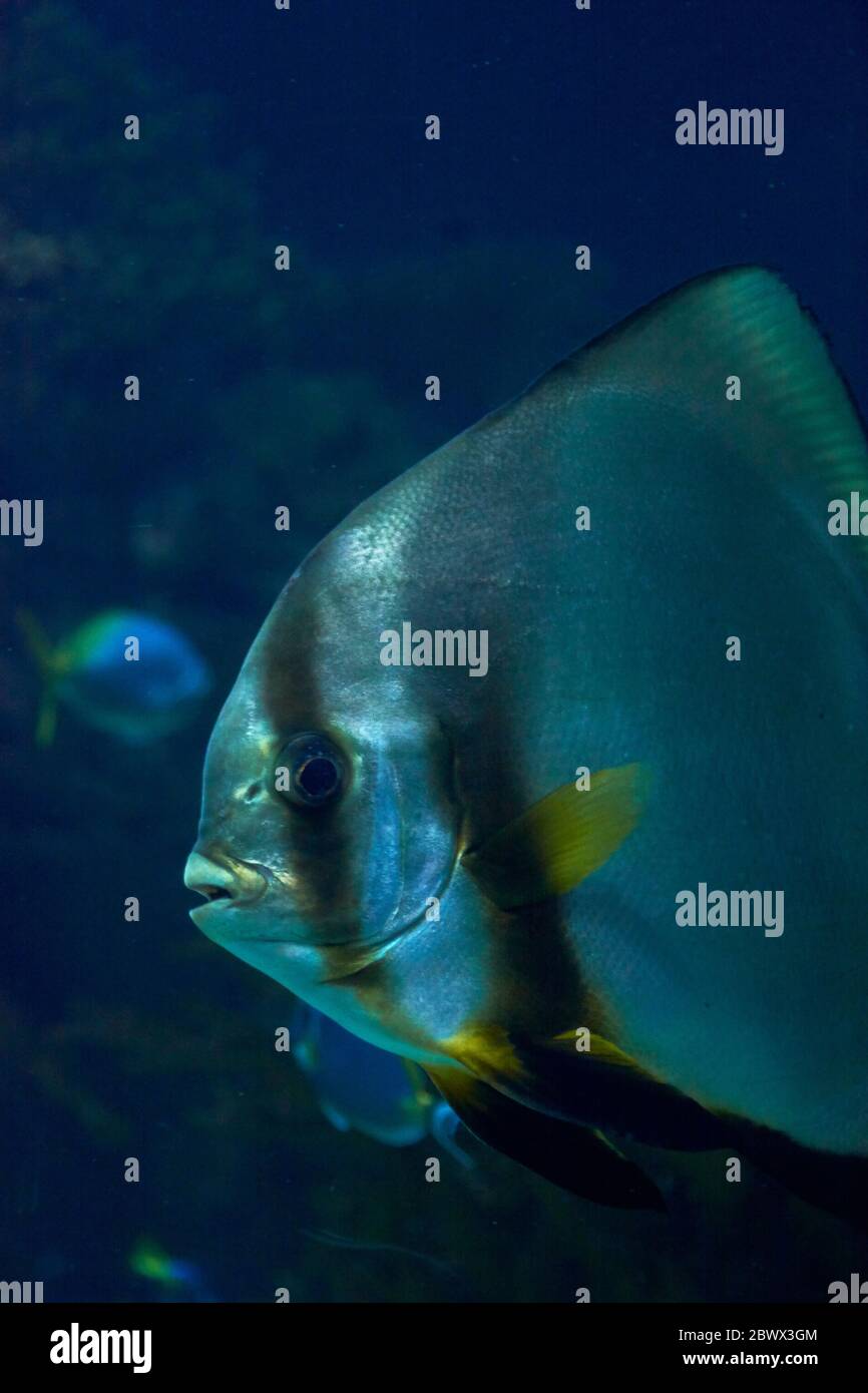 Big silver fish with brilliant silver colors, shiny, lonely Stock Photo ...