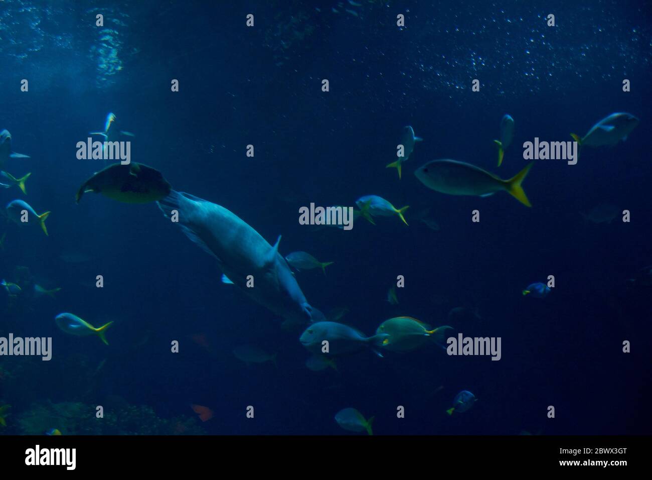 Set of goldfish in the ocean, clear sand, sea bottom Stock Photo - Alamy