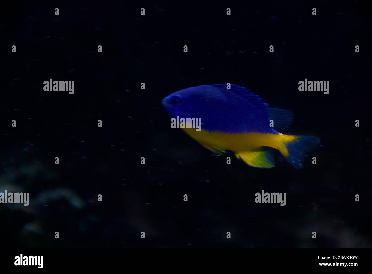 Samoa food hi-res stock photography and images - Alamy