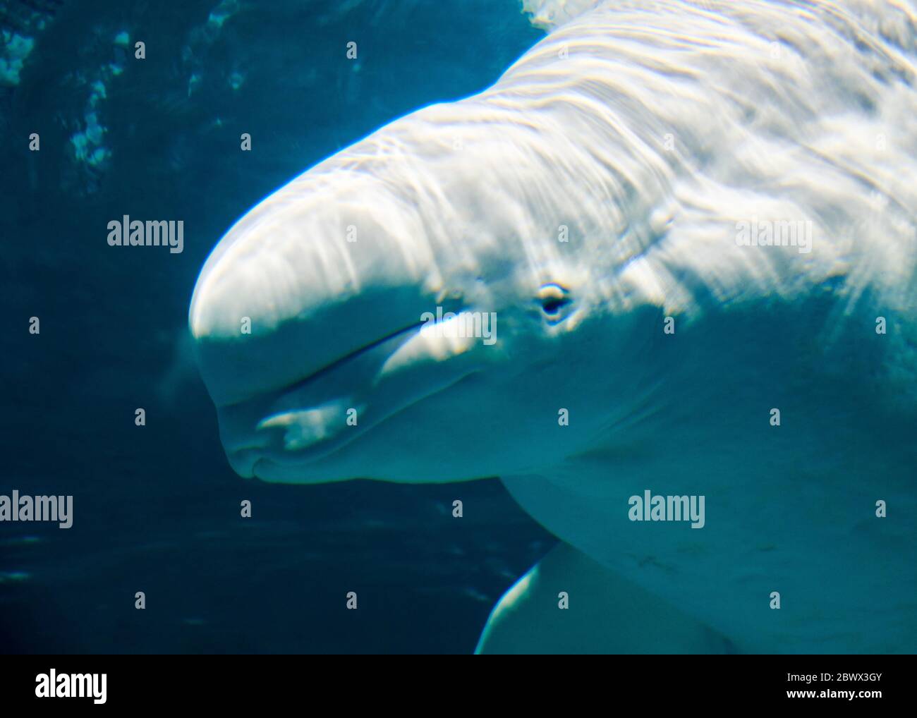 Beluga white sea ice hi-res stock photography and images - Alamy