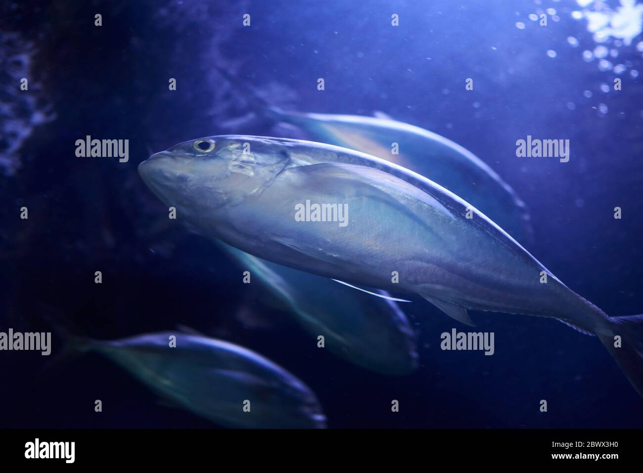 Set of big fish in the ocean, silver, blue, set Stock Photo - Alamy