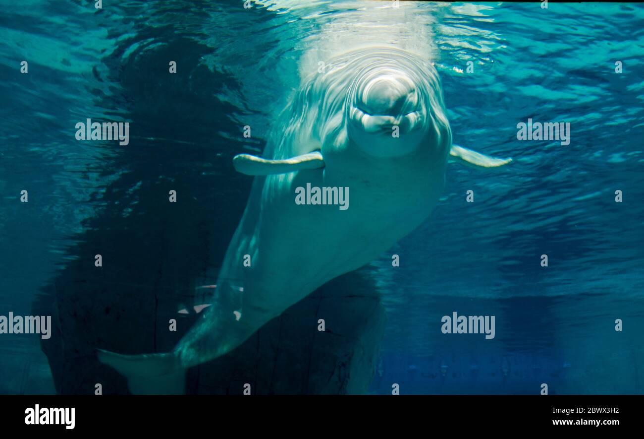 White beluga in water hi-res stock photography and images - Alamy