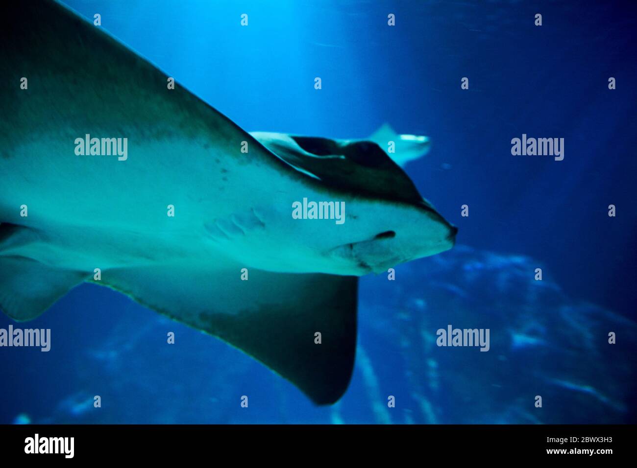 Stingray, in the ocean, surrounded by fish, aquarium Stock Photo - Alamy