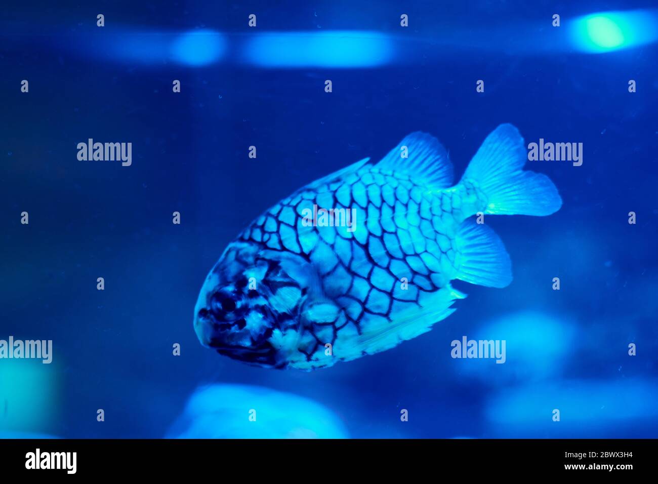 Big silver fish with brilliant silver colors, shiny, lonely Stock Photo ...