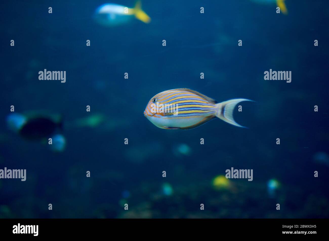 Big silver fish with brilliant silver colors, shiny, lonely Stock Photo ...