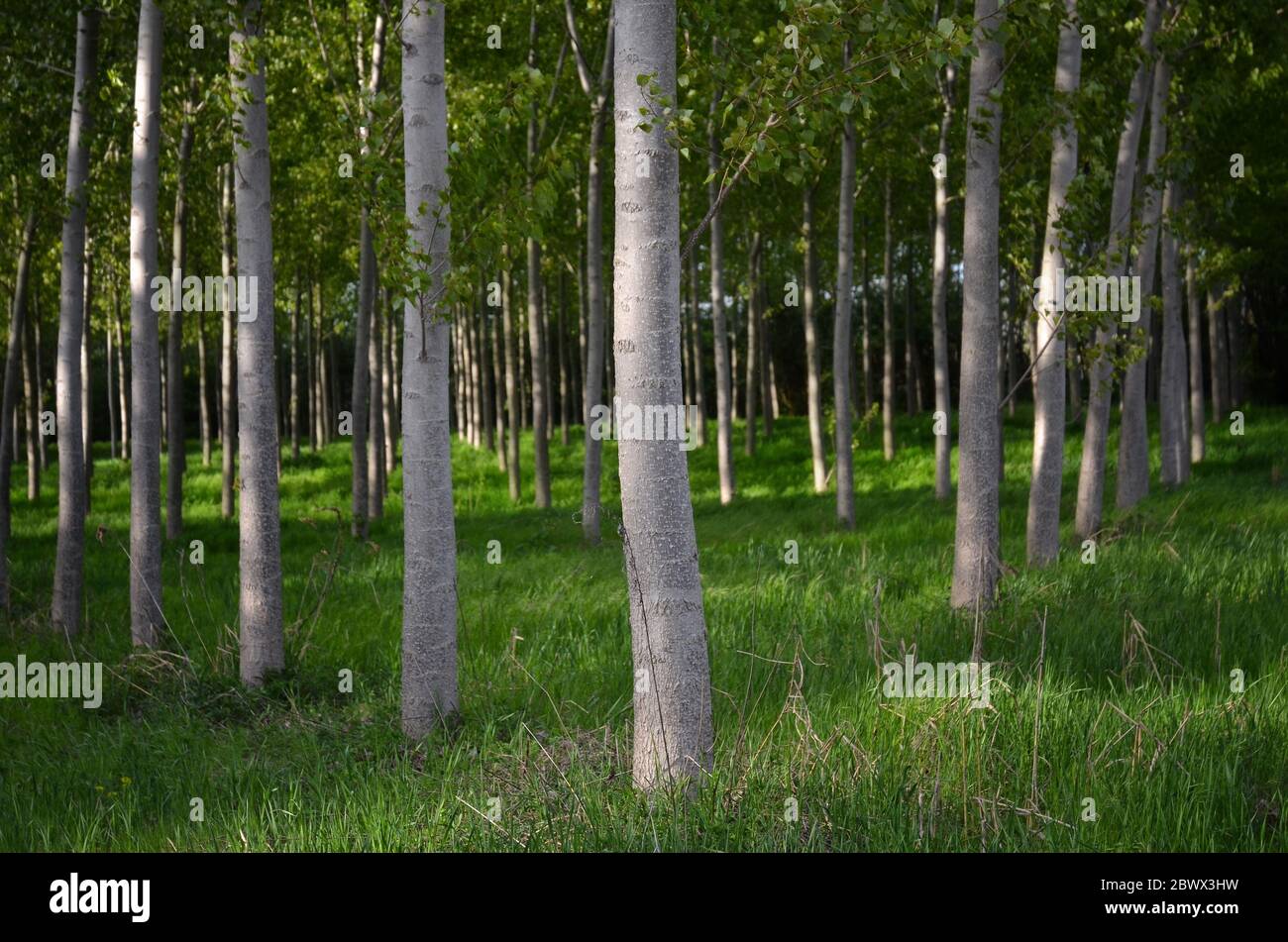 Poplar trees in line hi-res stock photography and images - Alamy