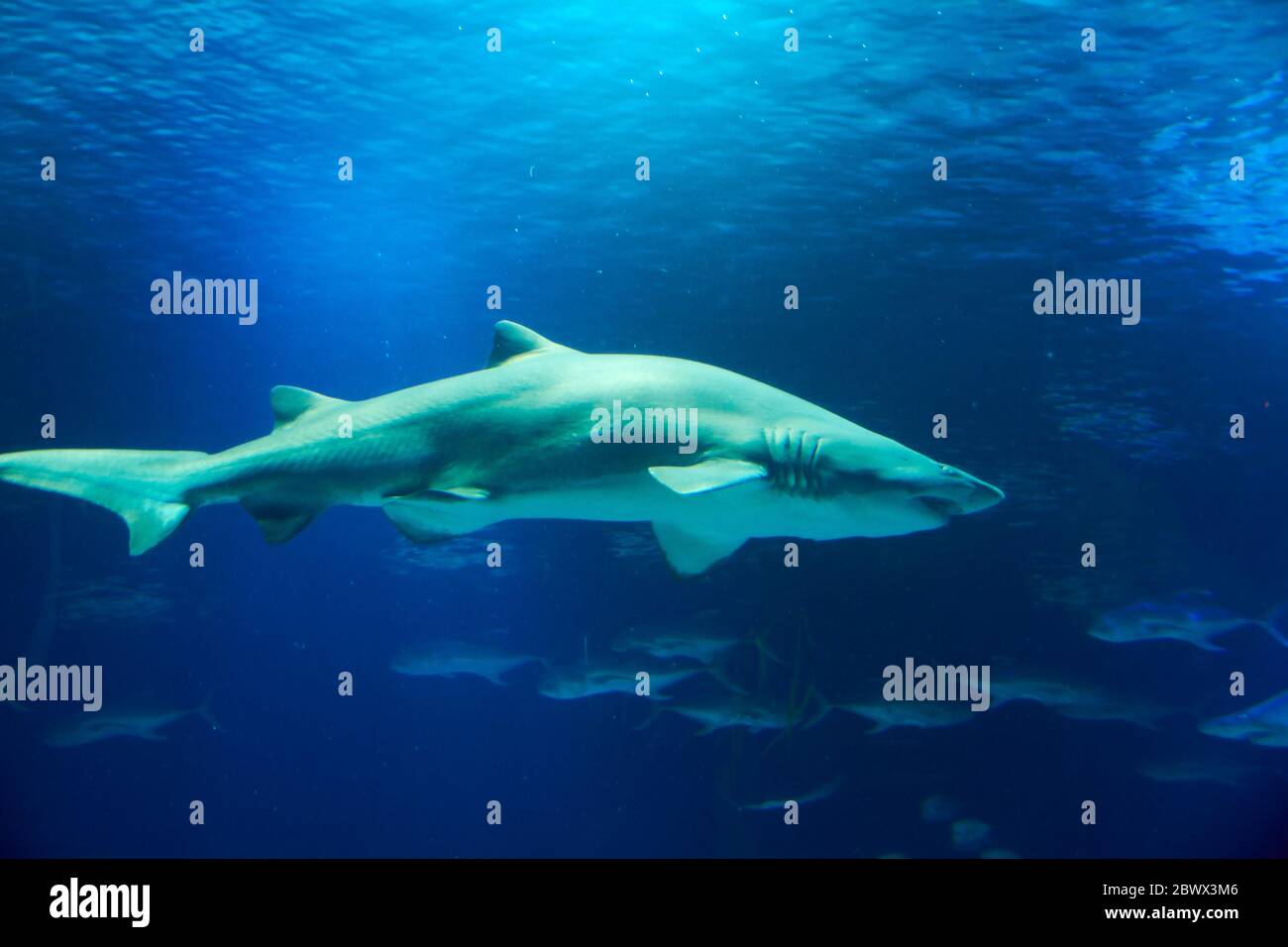 Great lone shark in the ocean great teeth, blue, rocks Stock Photo - Alamy