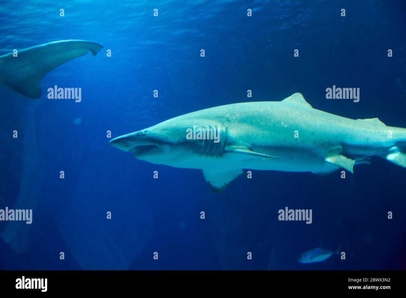 Great lone shark in the ocean great teeth, blue, rocks Stock Photo - Alamy