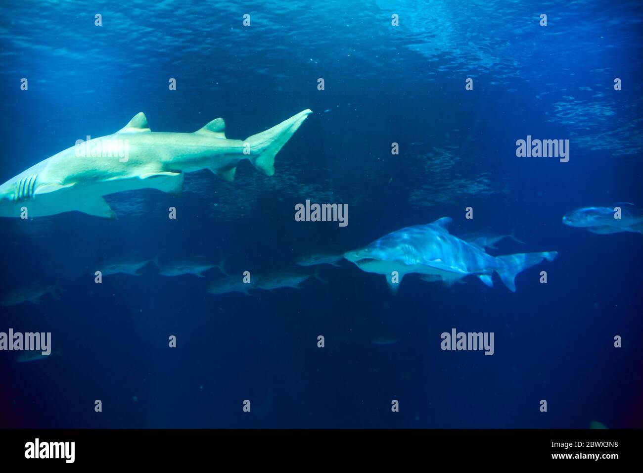 Great lone shark in the ocean great teeth, blue, rocks Stock Photo - Alamy