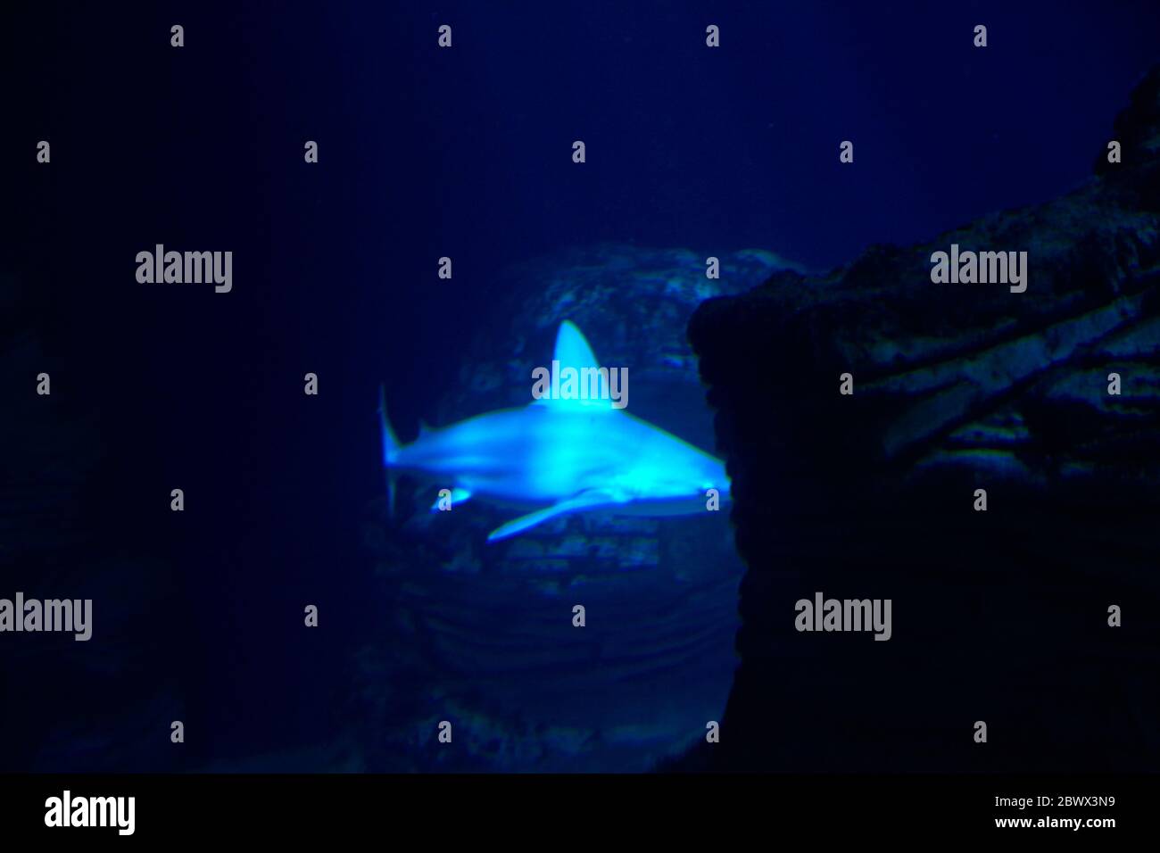 Great lone shark in the ocean great teeth, blue, rocks Stock Photo - Alamy