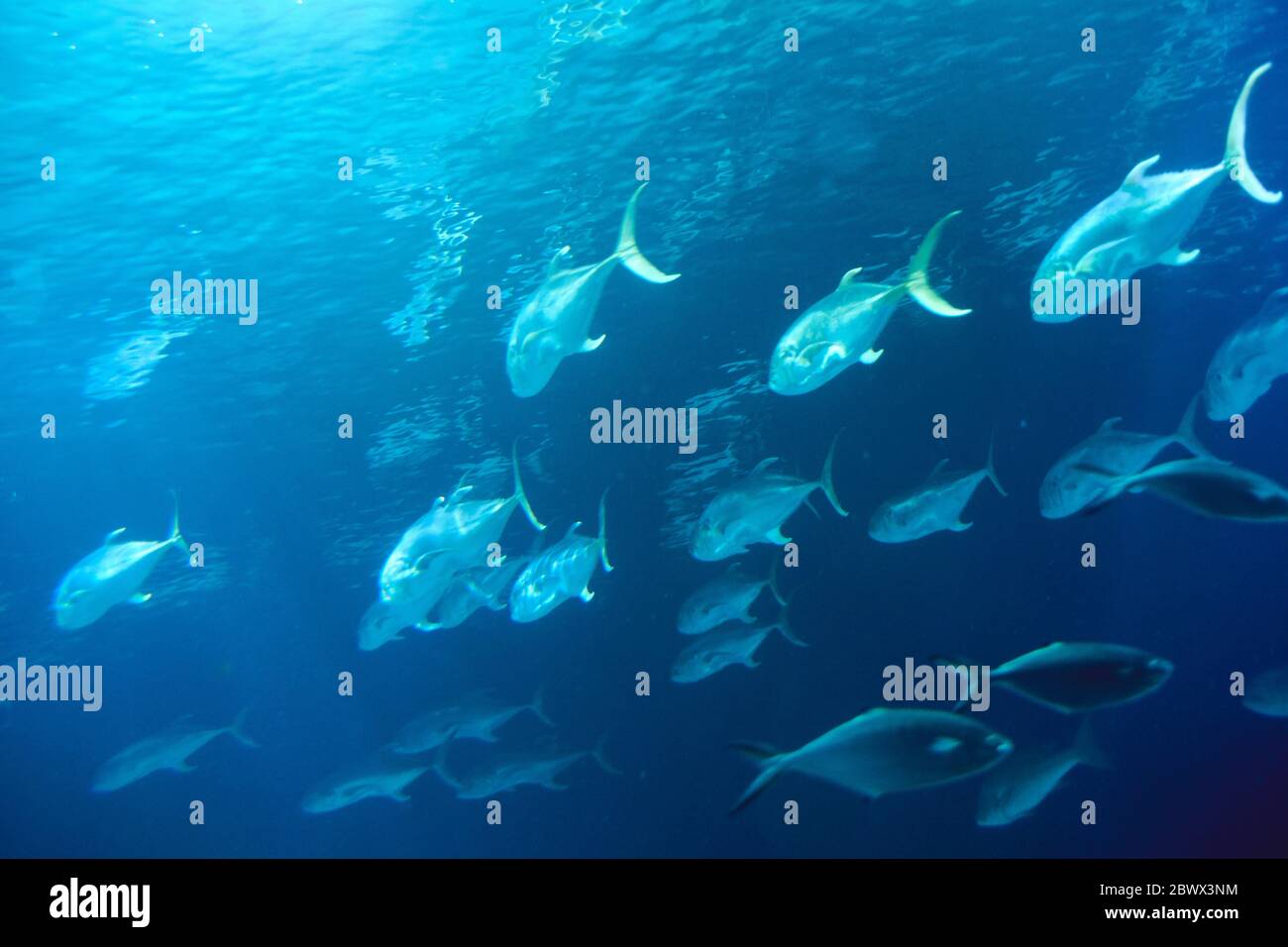 Set of goldfish in the ocean, clear sand, sea bottom Stock Photo - Alamy