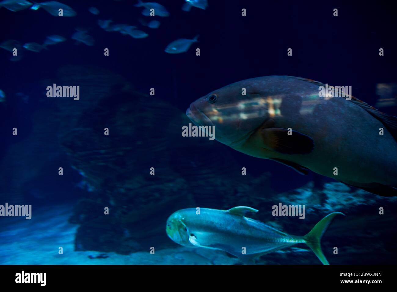 Set of goldfish in the ocean, clear sand, sea bottom Stock Photo - Alamy