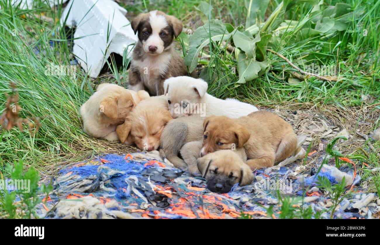 image of a cute stray puppies pictured in a garbage dump Stock Photo ...