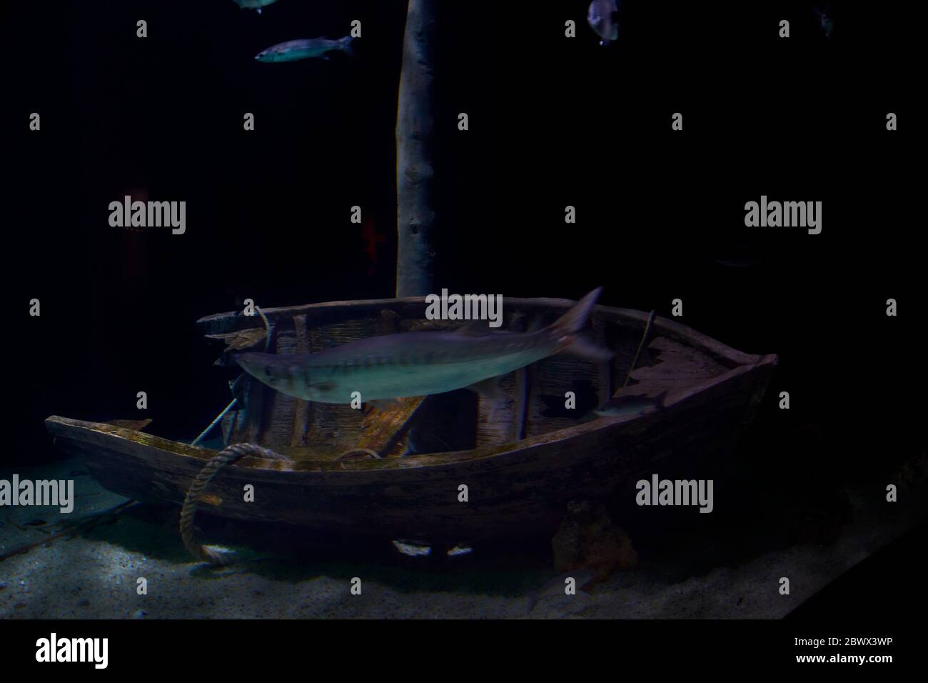 Sunken boat in the ocean with fish, wood, big fish Stock Photo - Alamy