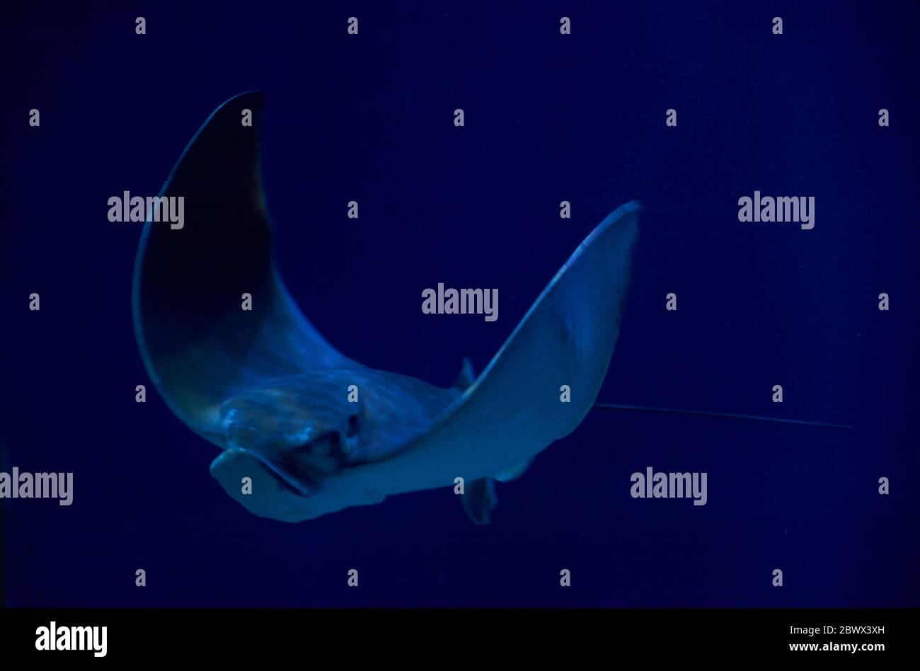 Marin reef aquarium hi-res stock photography and images - Alamy