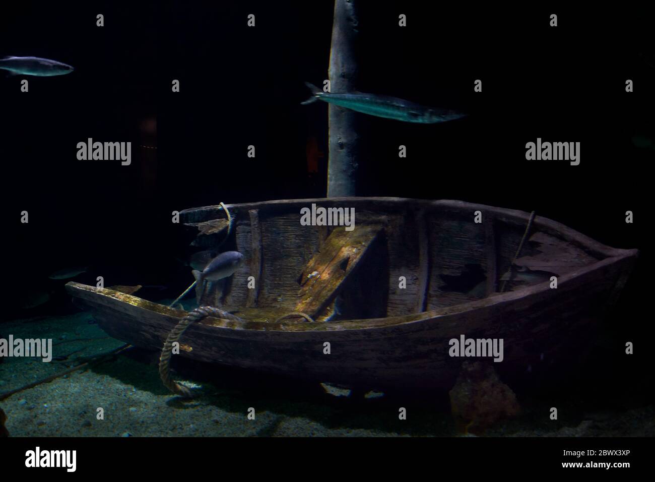 Sunken boat in the ocean with fish, wood, big fish Stock Photo - Alamy