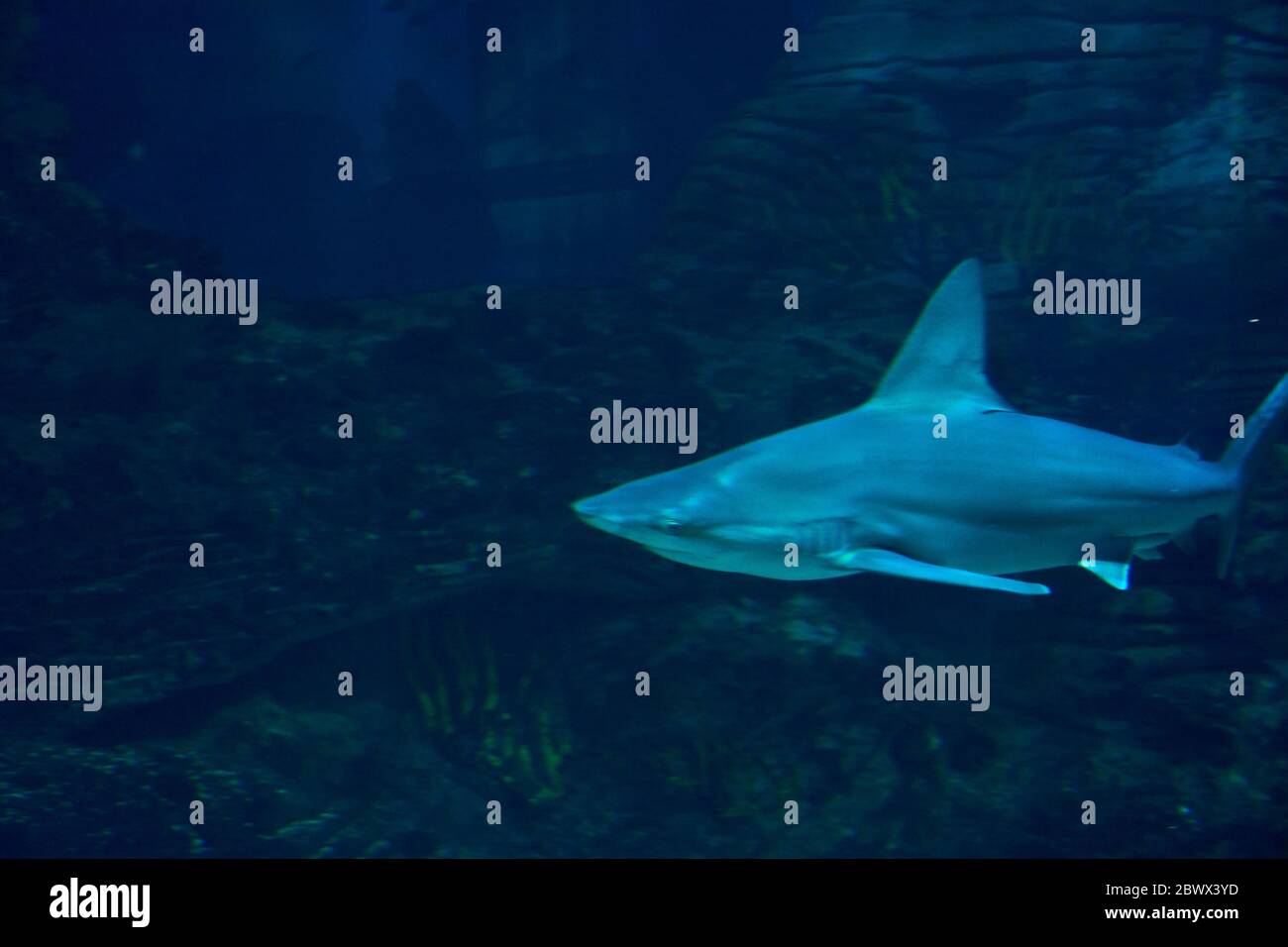 Great lone shark in the ocean great teeth, blue, rocks Stock Photo - Alamy