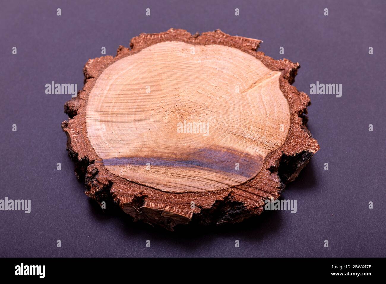 Cross section of tree stump isolated on black background Stock Photo ...