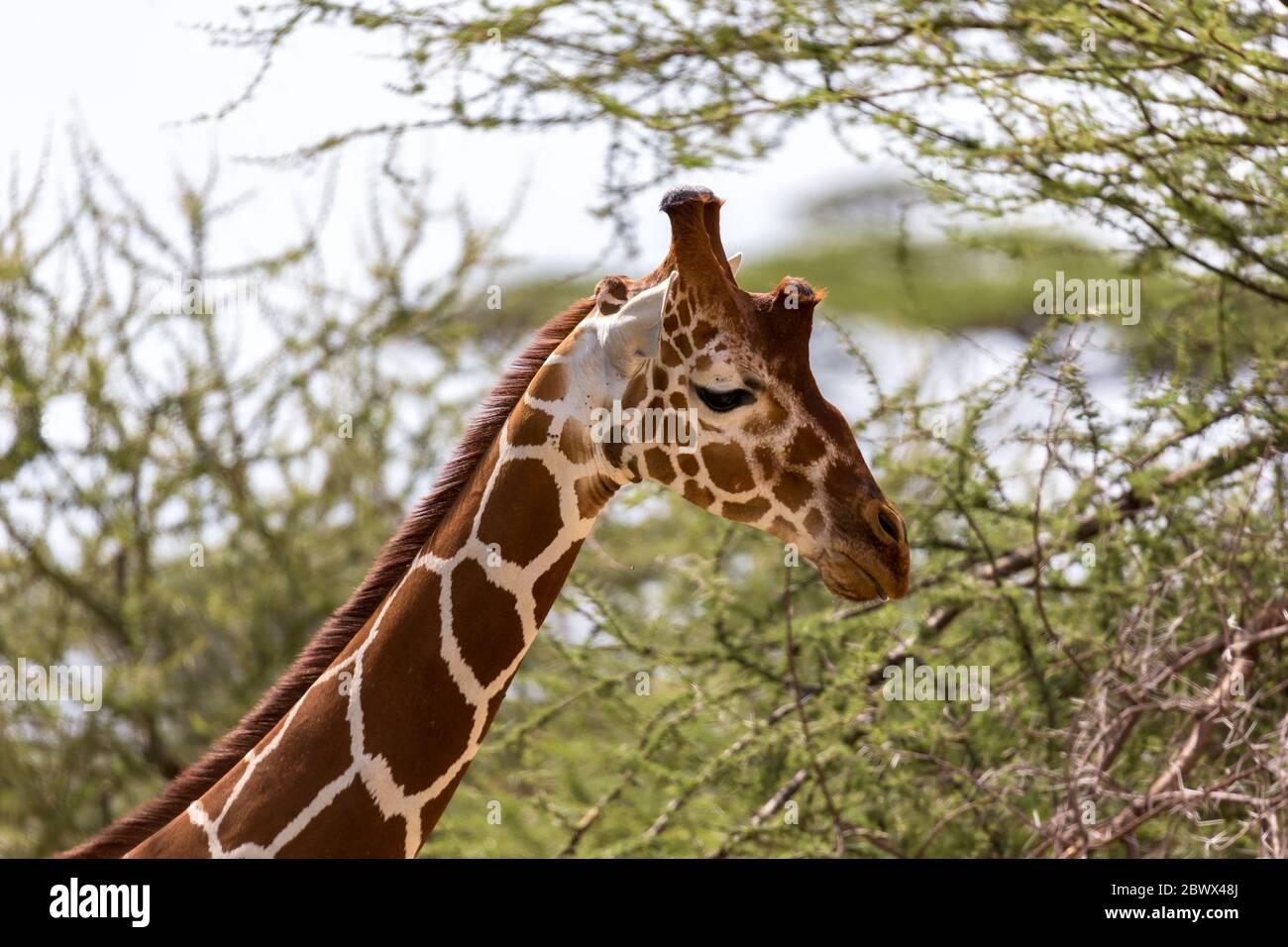 Giraffe eating plants hi-res stock photography and images - Alamy