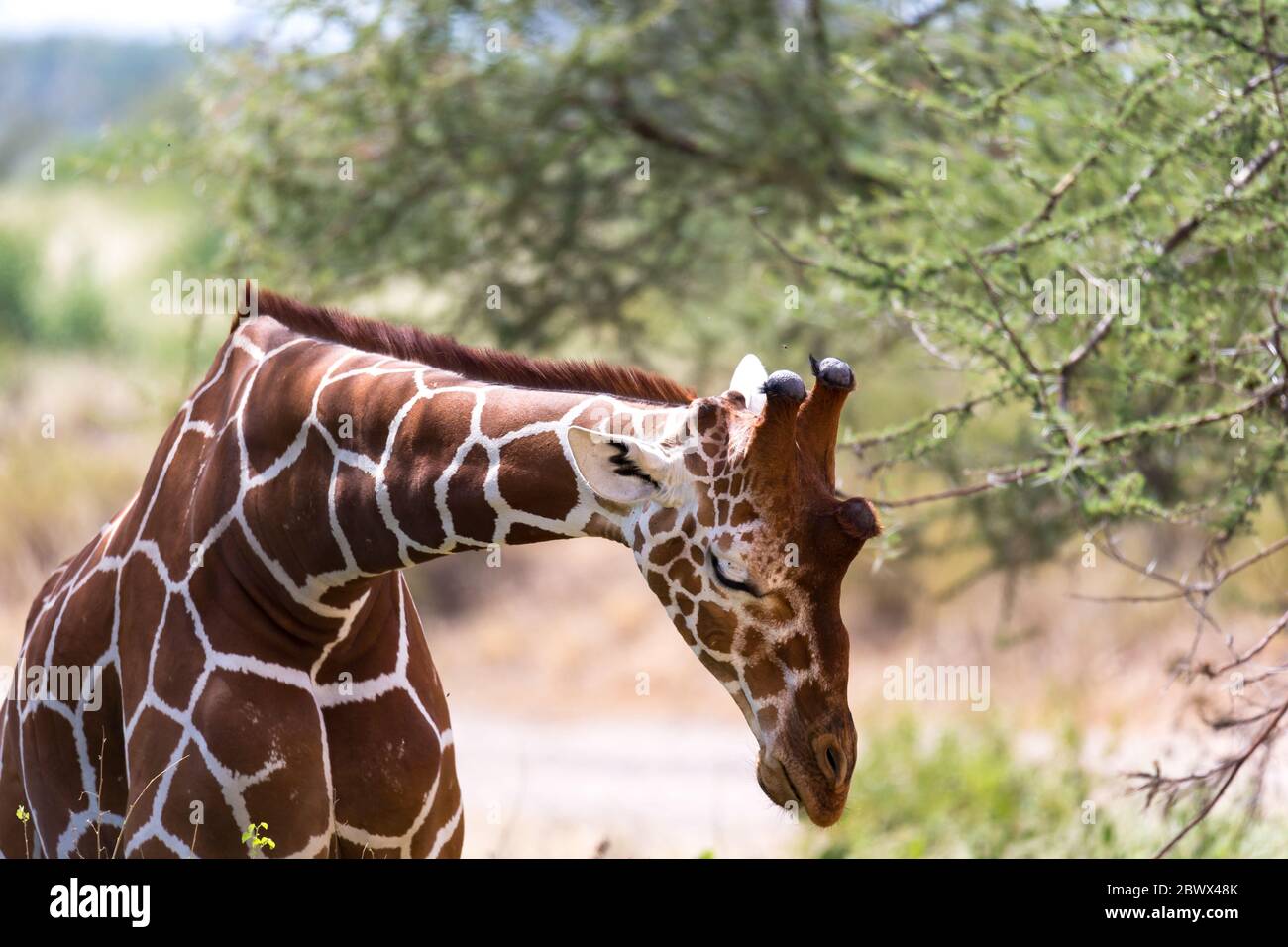 Giraffe eating plants hi-res stock photography and images - Alamy