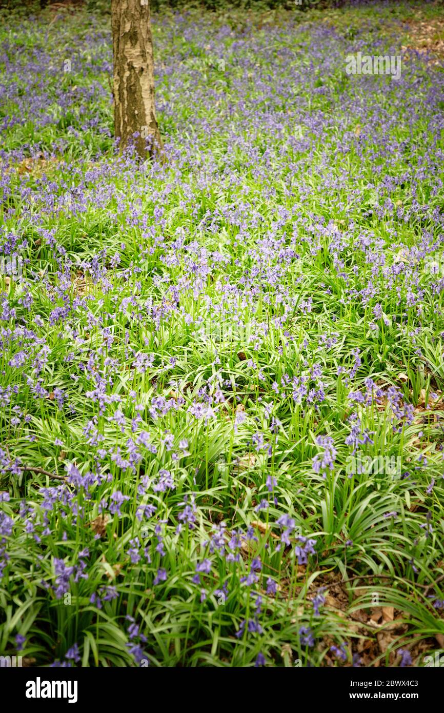 field in the woods of bluebells Stock Photo - Alamy
