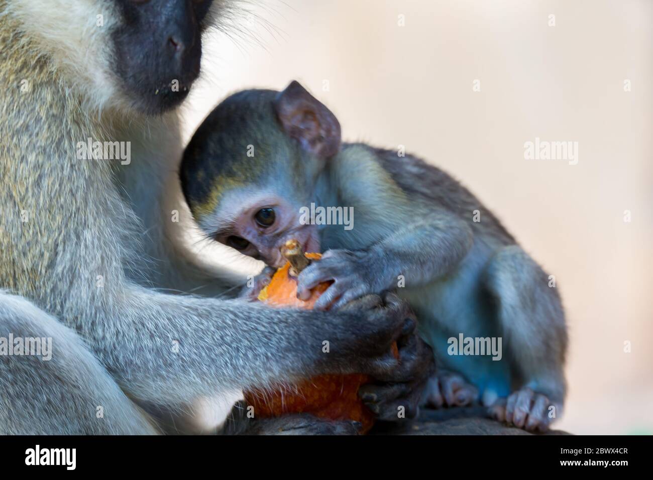 Monkey eats fruits hi-res stock photography and images - Alamy