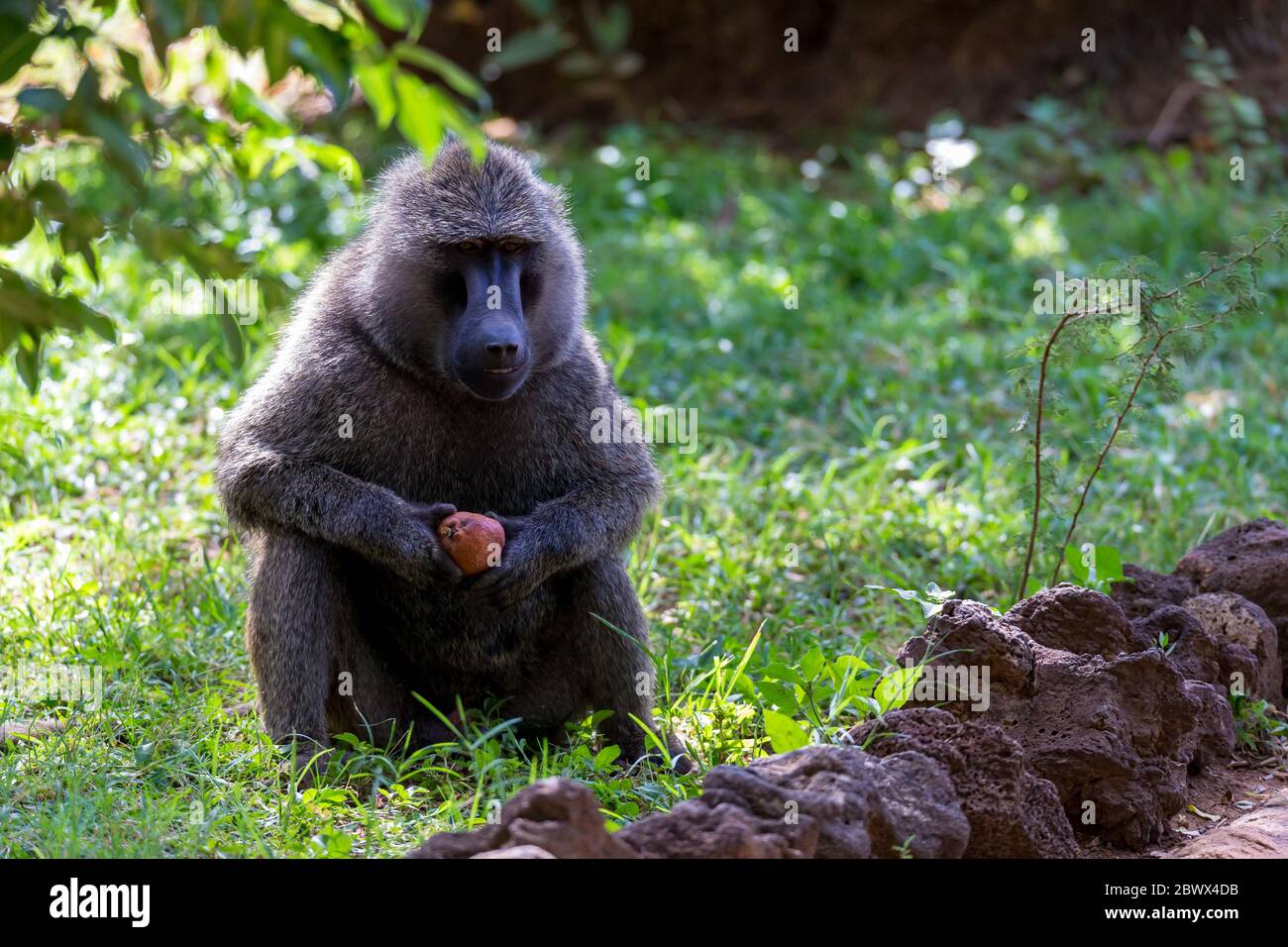 Papio hamadryas male sitting on hi-res stock photography and images - Alamy