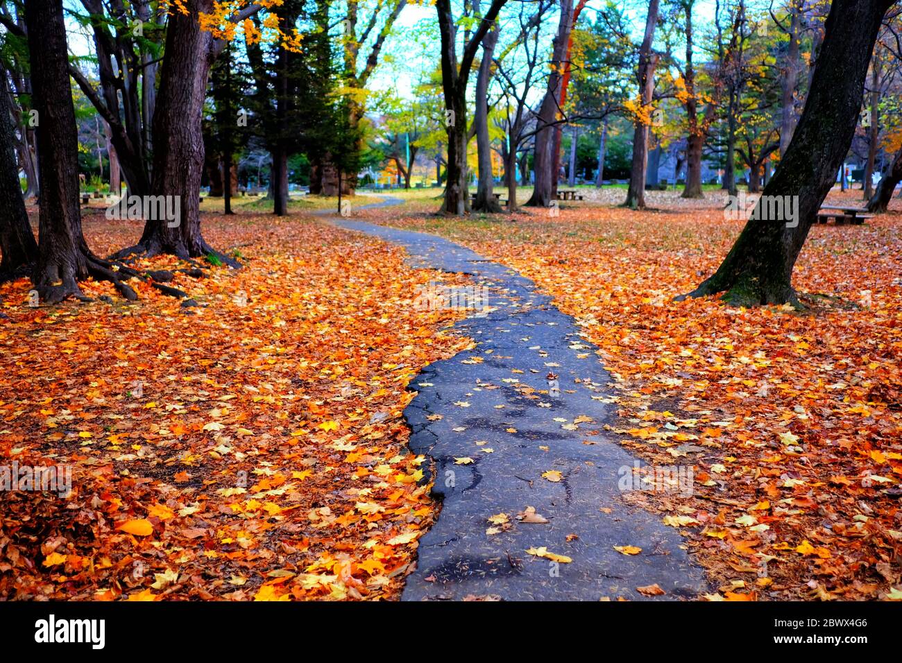 Autumn Pathway in the Park with the Colorful Maple Leaves Falling on ...