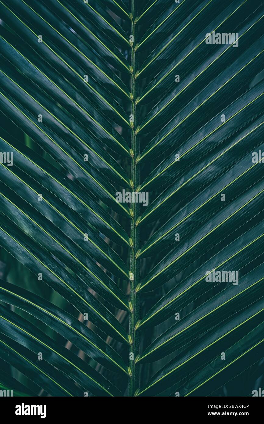 Close up Coconut Leaf Texture Background Stock Photo - Alamy