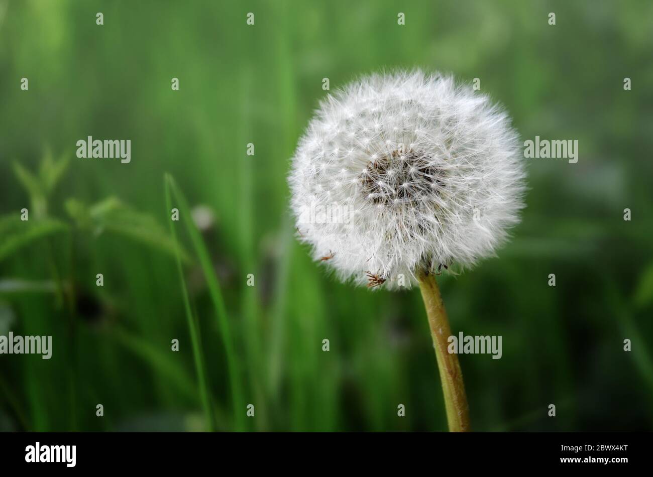 Green spring grass blowing in hi-res stock photography and images - Alamy