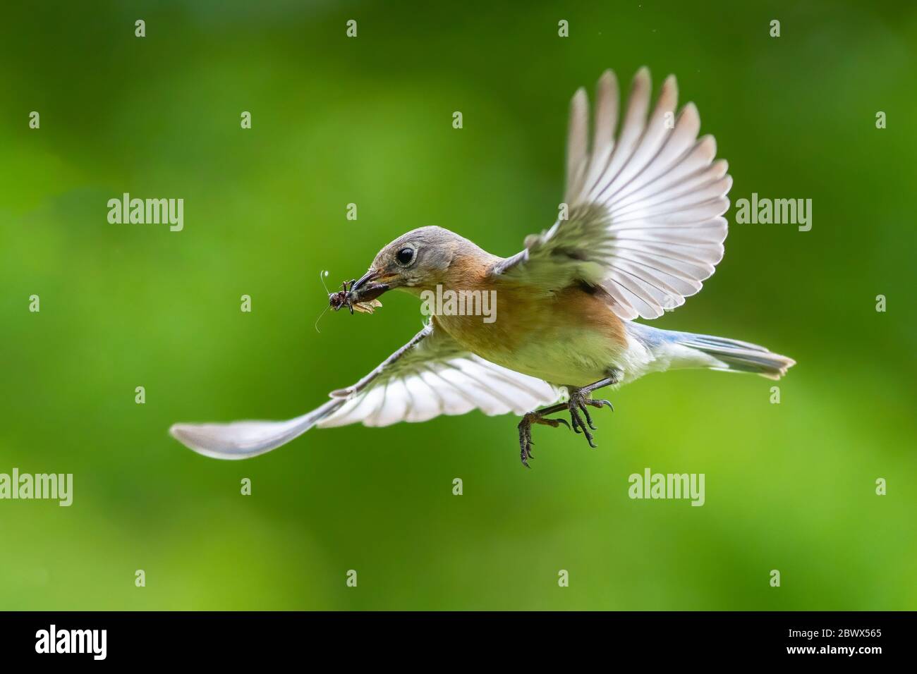An eastern bluebird flying Stock Photo - Alamy