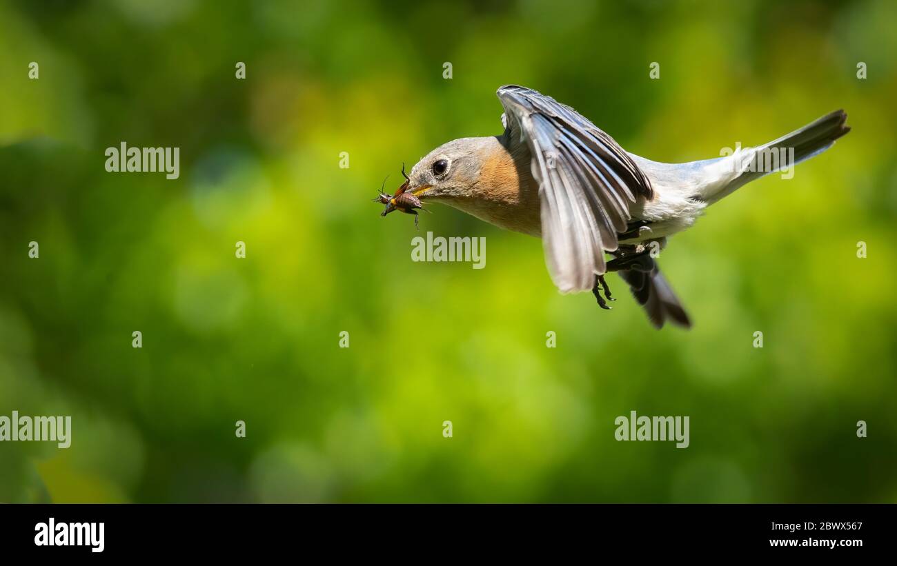 A bluebird flying with an insect in her mouth Stock Photo - Alamy