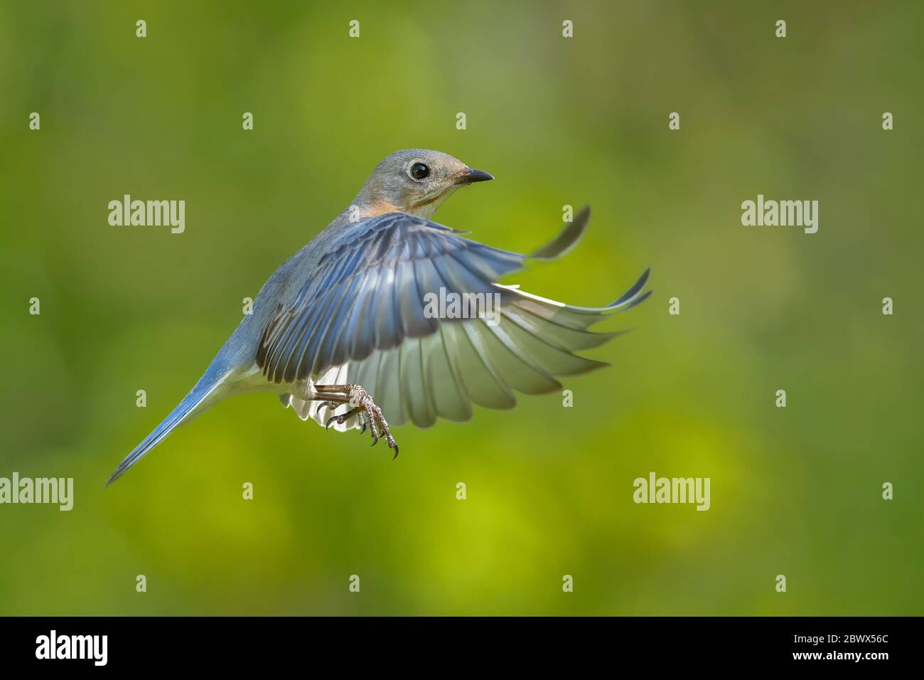 An eastern bluebird in flight Stock Photo - Alamy