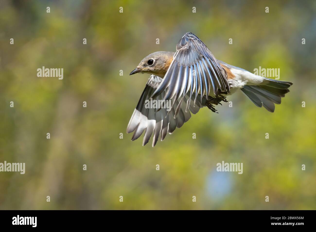 An eastern Bluebird in Flight Stock Photo - Alamy
