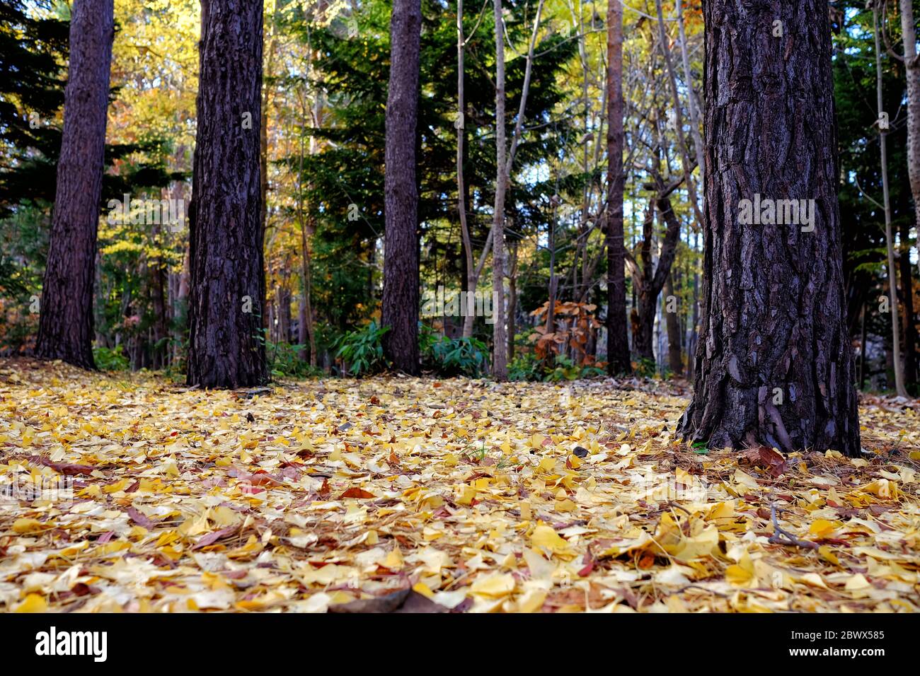 Falling Ginkgo Leaves on the Ground in Autumn Stock Photo - Alamy